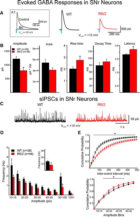 Optically Evoked And Spontaneous Gaba Synaptic Currents In Snr Neurons Download Scientific