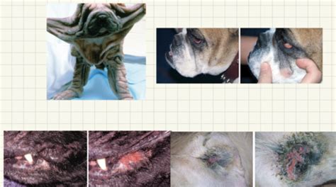 4 Staphylococcal Pyoderma화농성 피부염의 Differential Diagnosis 이전 Partppt