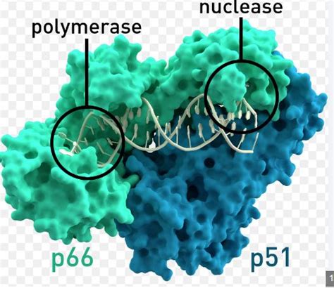 Reverse Transcription Basics