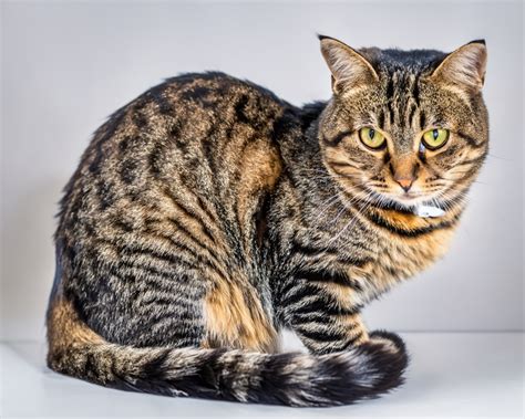Playful Tabby Cat Free Photo Download Freeimages
