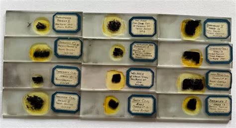Antique Group Of 12 Microscope Slides Geological Sections Coal