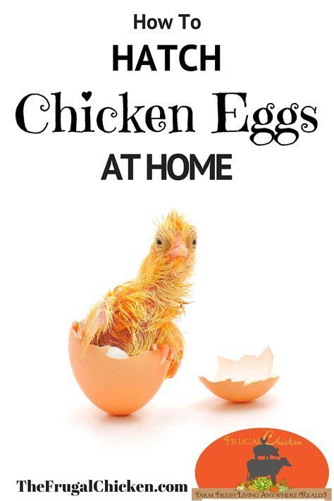 How To Hatch Chicken Eggs Even Without Incubators Duck Egg