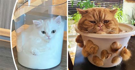 18 фотографій які показують та доводять що тіло кішки це рідина ОЧМАНІТИ