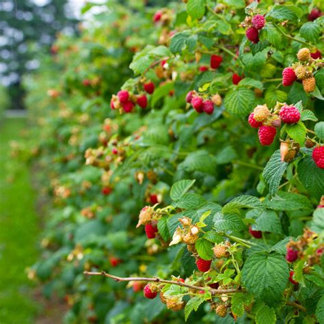 What Do Raspberry Plants Look Like Ubicaciondepersonas Cdmx Gob Mx