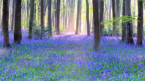 Bluebell Woods Wallpapers Wallpaper Cave