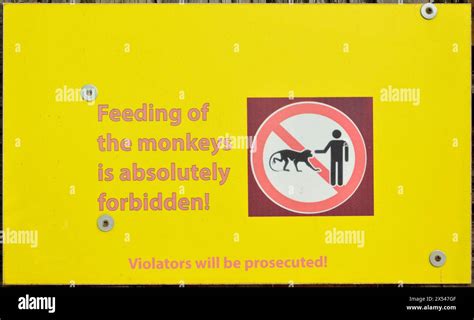 Yellow Warning Sign In Zoo For Feeding The Monkeys Is Absolutely