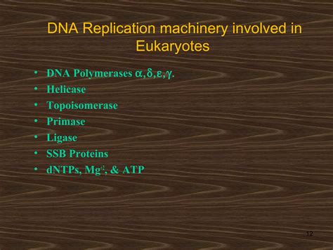 Presentation On Eukaryotic Dna Replication Ppt