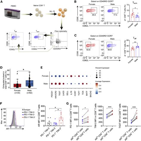 Androgen Receptor Mediated CD8 T Cell Stemness Programs Drive Sex Differences In Antitumor