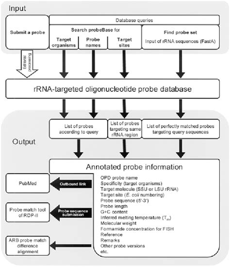 Oligonucleotide Probes Semantic Scholar