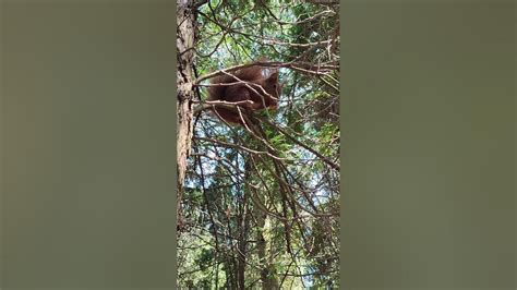 Білочка і горішок Youtube