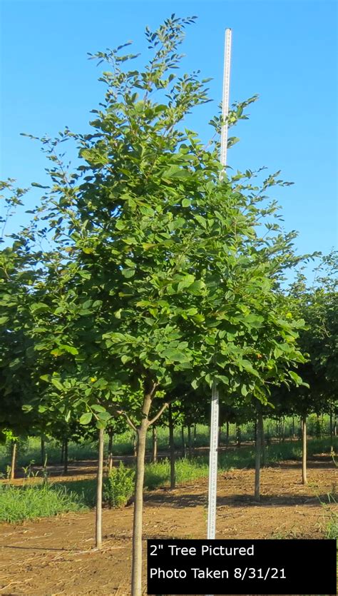 Perkins Pink Yellowwood Tree Plant Inventory Goodmark Nurseries