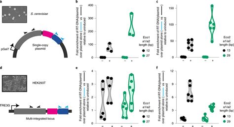 Rt Dna Production In Eukaryotic Cells A Schematic Of The Retron