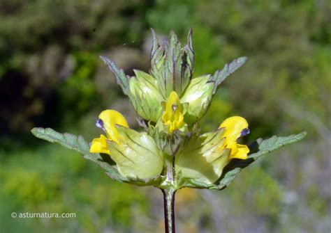 Rhinanthus Minor L