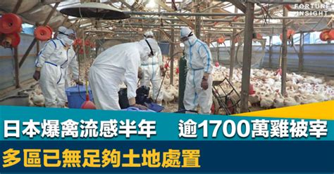 日本蛋荒｜日本爆禽流感半年 逾1700萬雞隻被宰 多區已無足夠土地處置