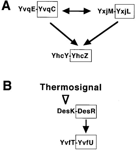 Probable Interactions Between Some Two Component Regulatory Systems Download Scientific
