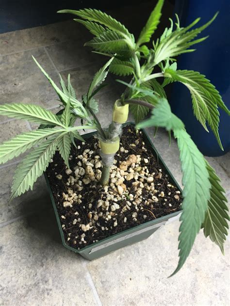 Forced Sex Change Grafting Male Rootstock Female Cuttings Why Waste Perfectly Good Plants