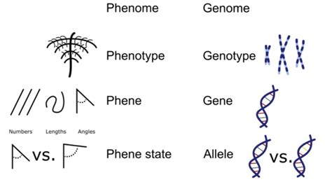 Review Review Functional Phenomics An Emerging Field Integrating High Throughput Phenotyping