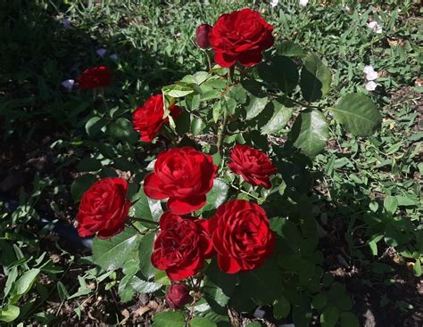 იელის ვარდები იელის ვარდები Added A New Photo