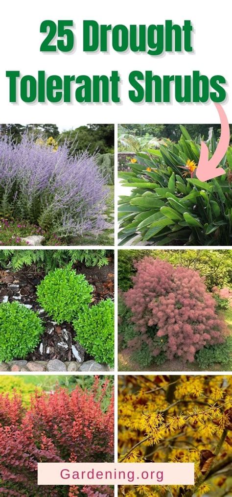 25 Drought Tolerant Shrubs To Grow In Warm Climates Artofit