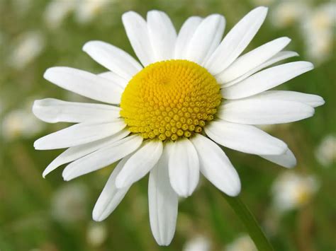 Common Daisy Health Benefits At Evelyn Morgan Blog