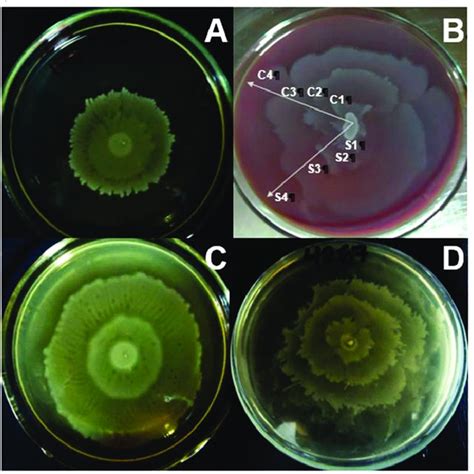 Different Morphology Seen In Swarming By P Mirabilis In Luria Bertani Download Scientific
