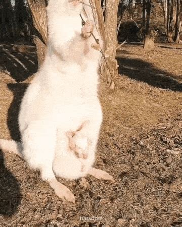 Baby Kangaroo On Tumblr