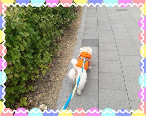 강아지 꼬리 의미 꼬리내림 언어 알아볼까요 네이버 블로그