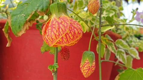 Chinese Lantern Flower Meaning Best Flower Site