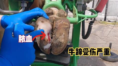 牛蹄受伤脓血涌出一刀下去止不住师傅该如何治疗呢 YouTube