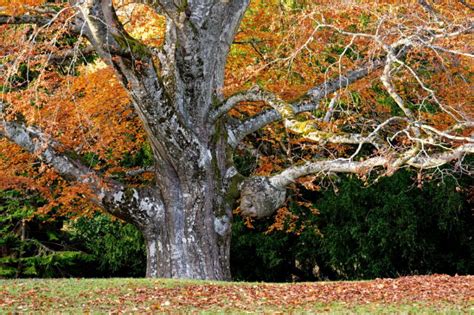 White Bark Trees In California Plant Grower Report