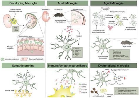 Microglial Cells Function