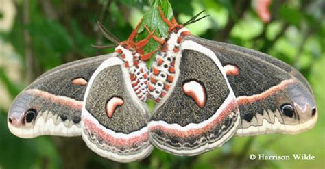 Cecropia Silkmoth Hyalophora Cecropia Linnaeus 1758 Butterflies