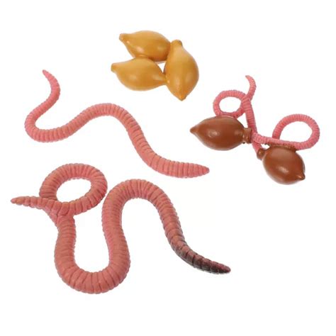 Earthworm Anatomy Model