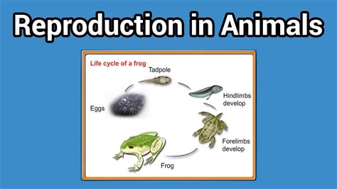 Animals Reproduction