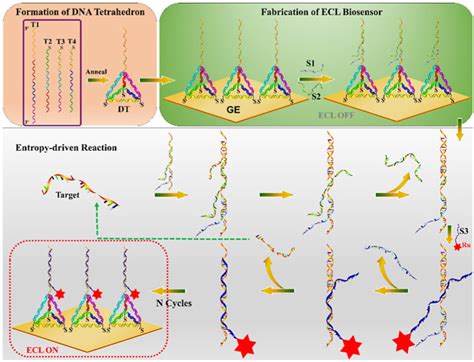 Entropy Driven Amplified Electrochemiluminescence Biosensor For Rdrp