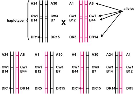 week 4 lecture 1 dna based tissue typing flashcards quizlet