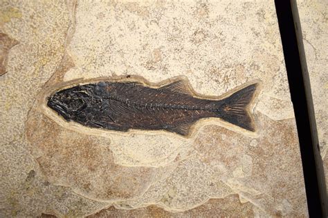Fossil Mural 6004abc Sold A Fossil Triptych Containing A Variety Of