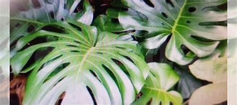 Монстера домашнее растение тропическое купить в Казани Товары для дома и дачи Авито