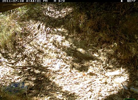 Caltech Dataset Roboflow Universe