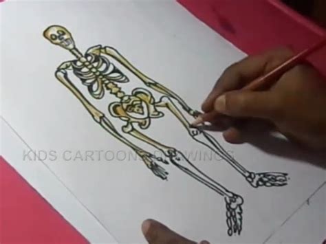 How To Draw Human Skeleton Easily