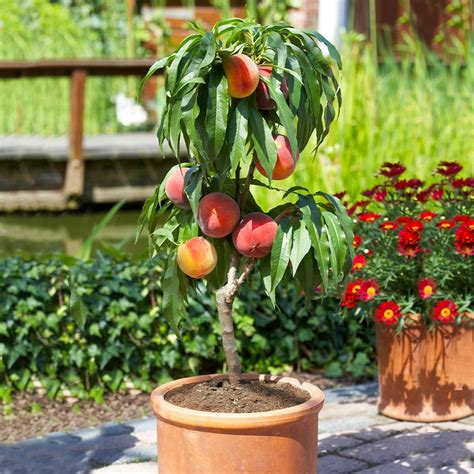 Bonanza Peach Trees For Sale