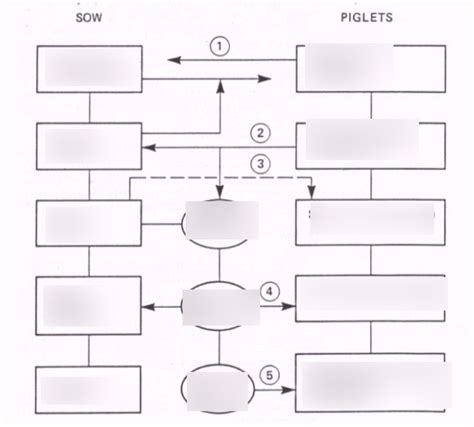 diagram of lecture 2 quizlet