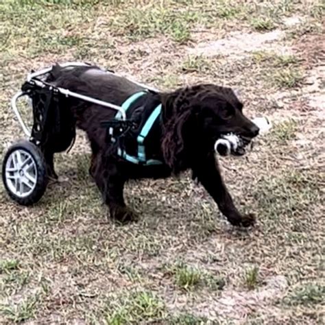 Pfc Maya Boykin Spaniel Rescue Inc