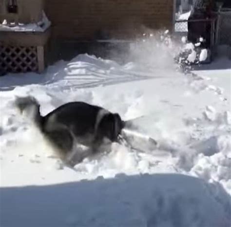 수북하게 쌓인 눈밭 본 허스키 강아지가 넥카라 활용해서 노는 신박한 방법 애니멀 플래닛