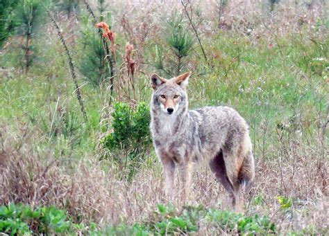 Coyote Problems In Florida