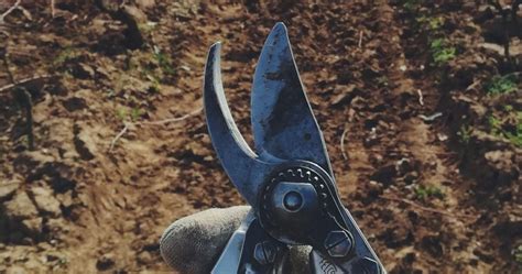 Gardening Tips For Growing Full And Nutritious Parsnips The Garden Magazine