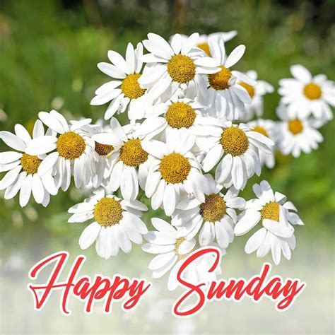 55 Cute Happy Sunday Quotes Happiness And Wishes