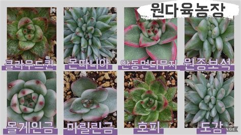 121 킹왕짱 예쁜 금다육 보시구 11월 마무리 해보세요~ ️ 원다육 Youtube