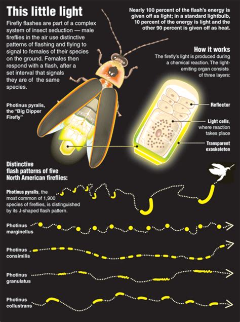 Fascinating Facts About Fireflies