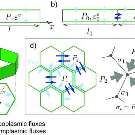 Hierarchy Of Models Presented In This Article The Cells Are Given A Download Scientific